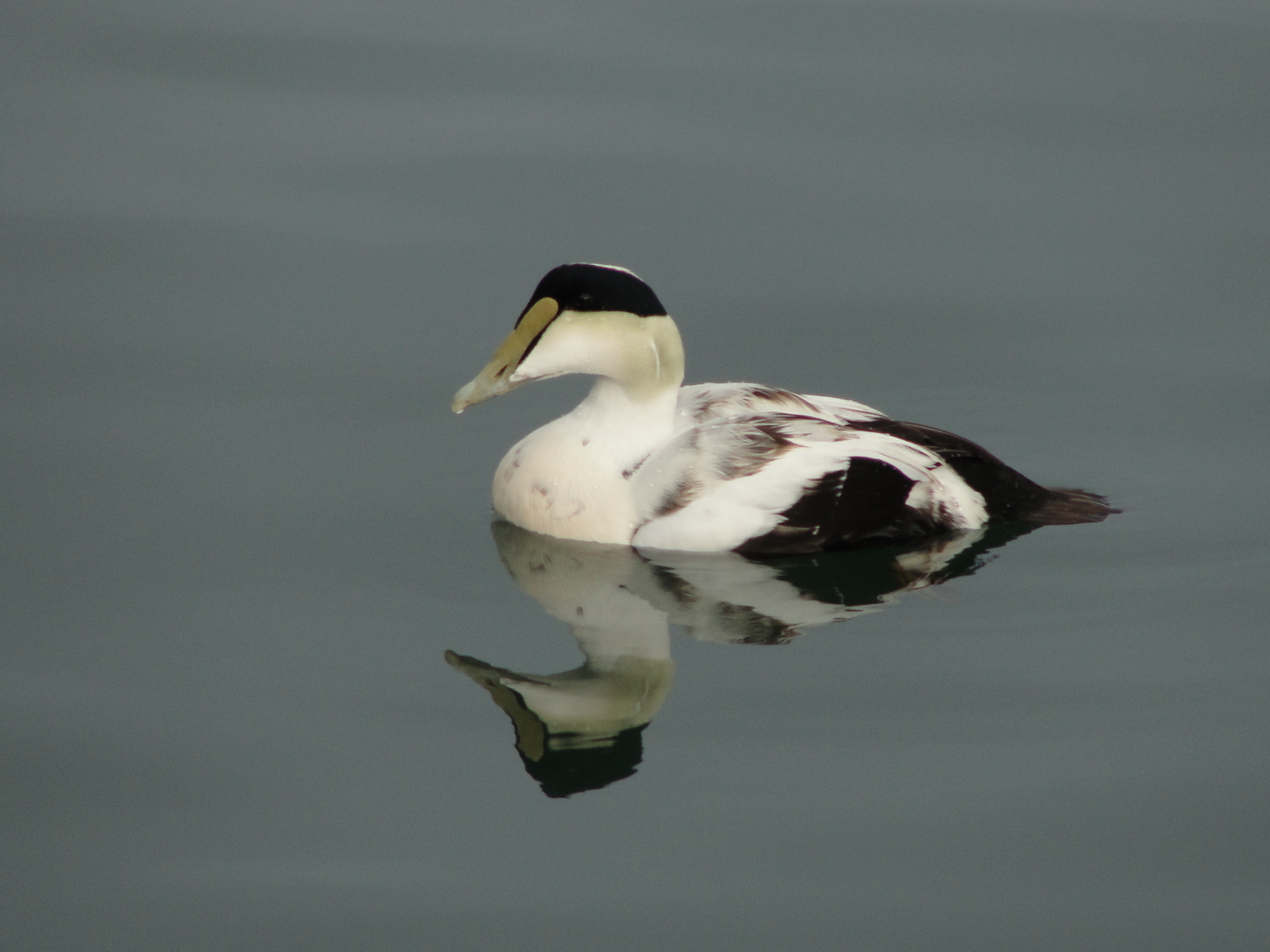 Just Ducky Around Here | Mary Richmond's Cape Cod Art and Nature